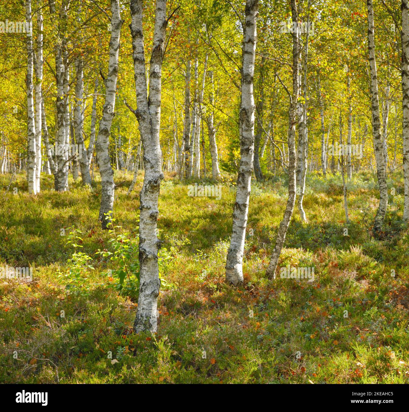 Birch forest and blueberry shrubs in backlight, Switzerland, Kanton ...