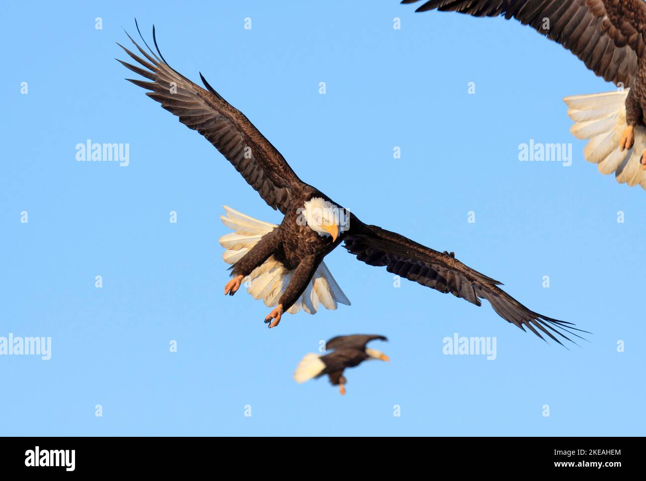 American bald eagle (Haliaeetus leucocephalus), group in flight, USA ...