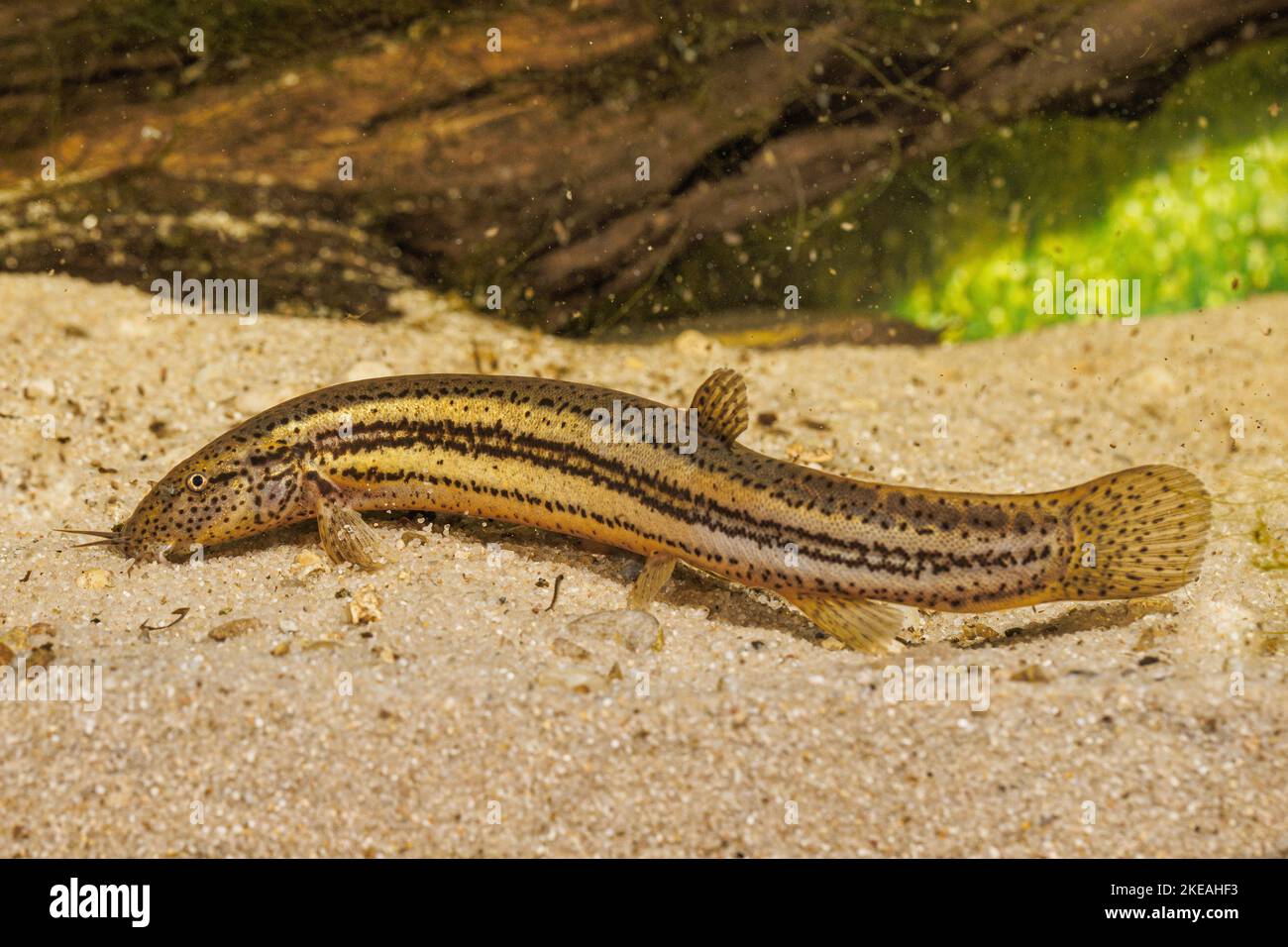 Species of spawners hi-res stock photography and images - Alamy