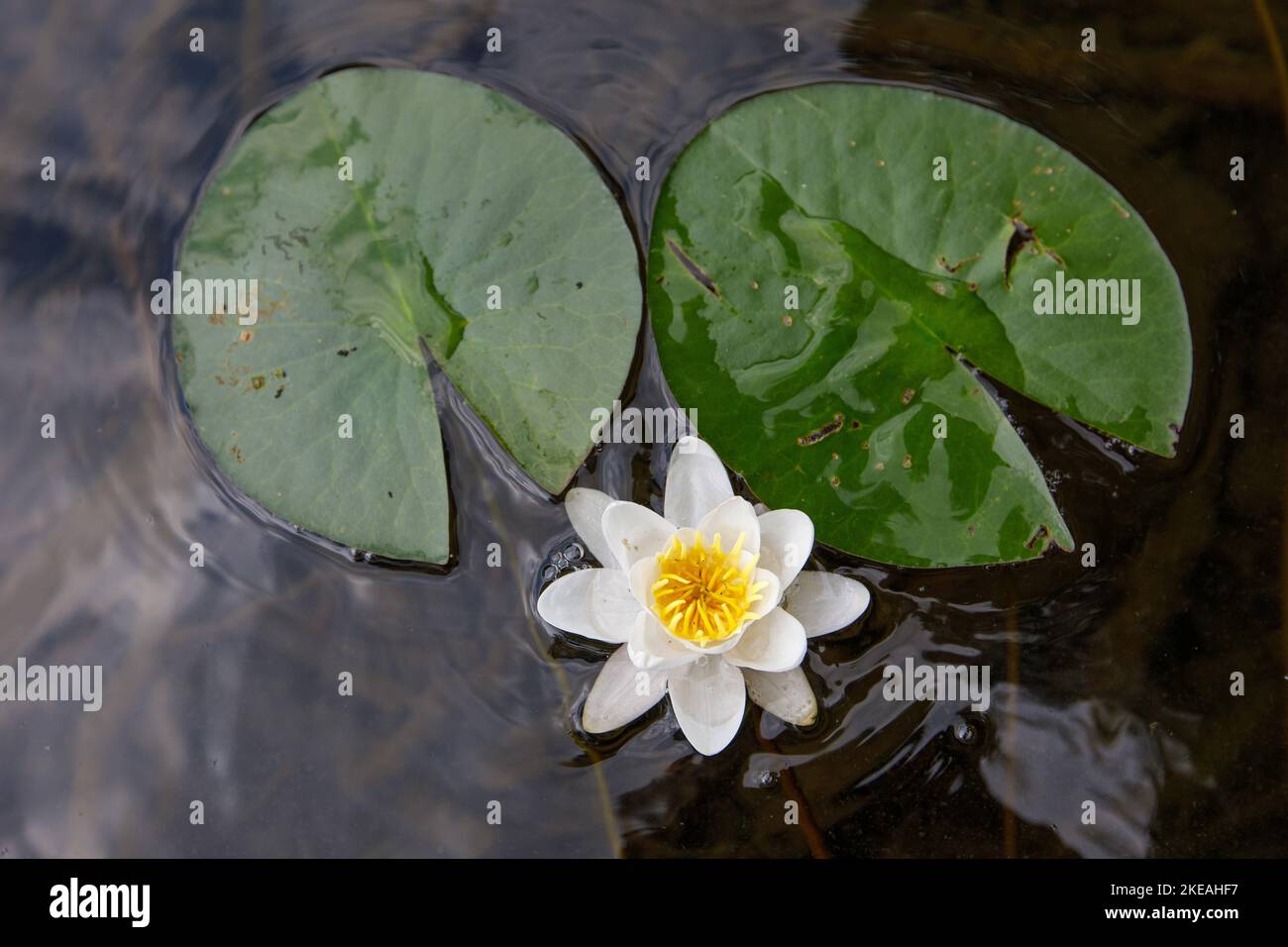 Pygmi Water Lily (Nymphaea tetragona), blooming, Germany, Bavaria Stock ...