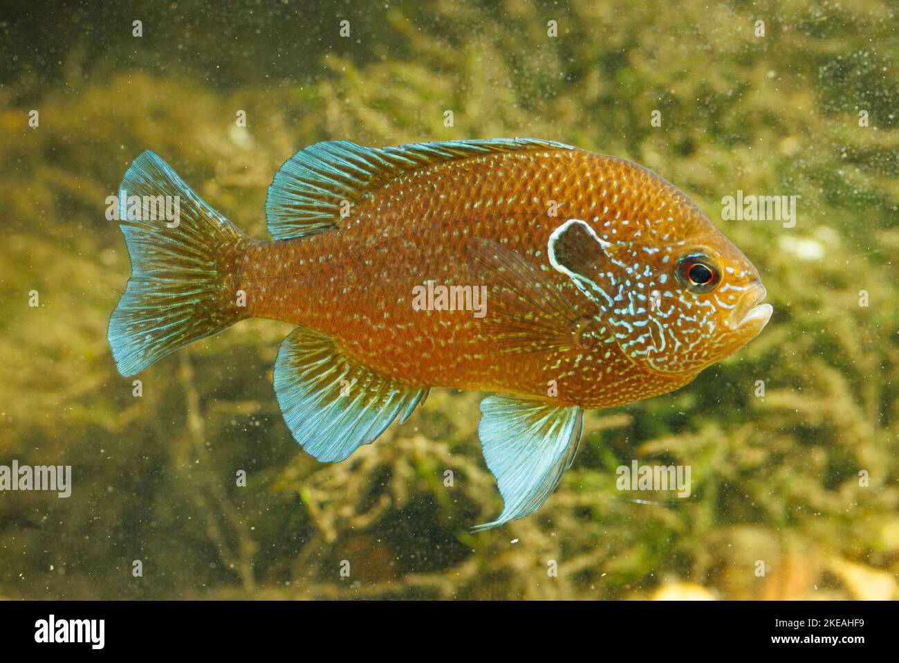 Dollar Sunfish Eastern (Lepomis marginatus), male with nuptial ...
