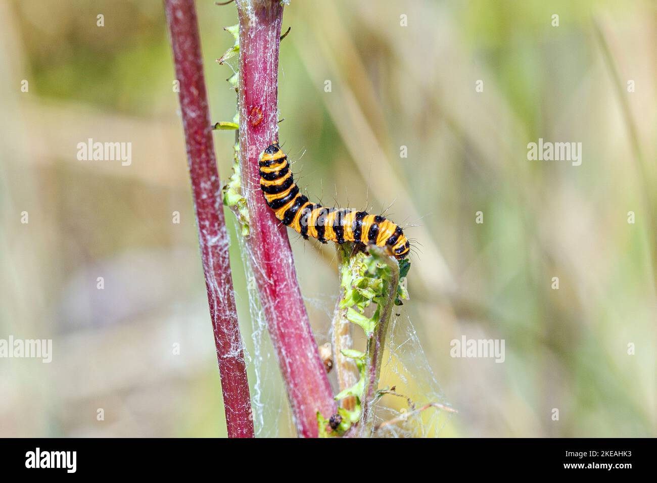 Cinnabar moth caterpillars ragwort hi-res stock photography and images ...