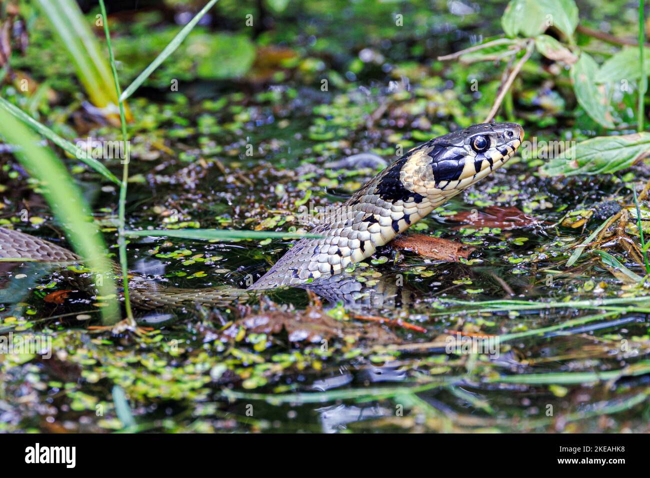 grass snake (Natrix natrix), gliding through riparian vegetation at the ...