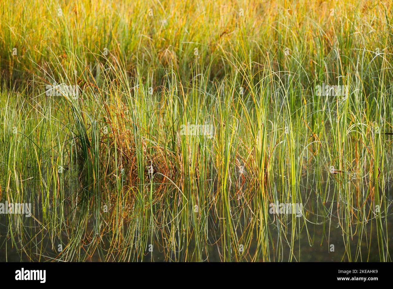 sedge reflecting on water surface, Switzerland, Neuenburg Stock Photo ...