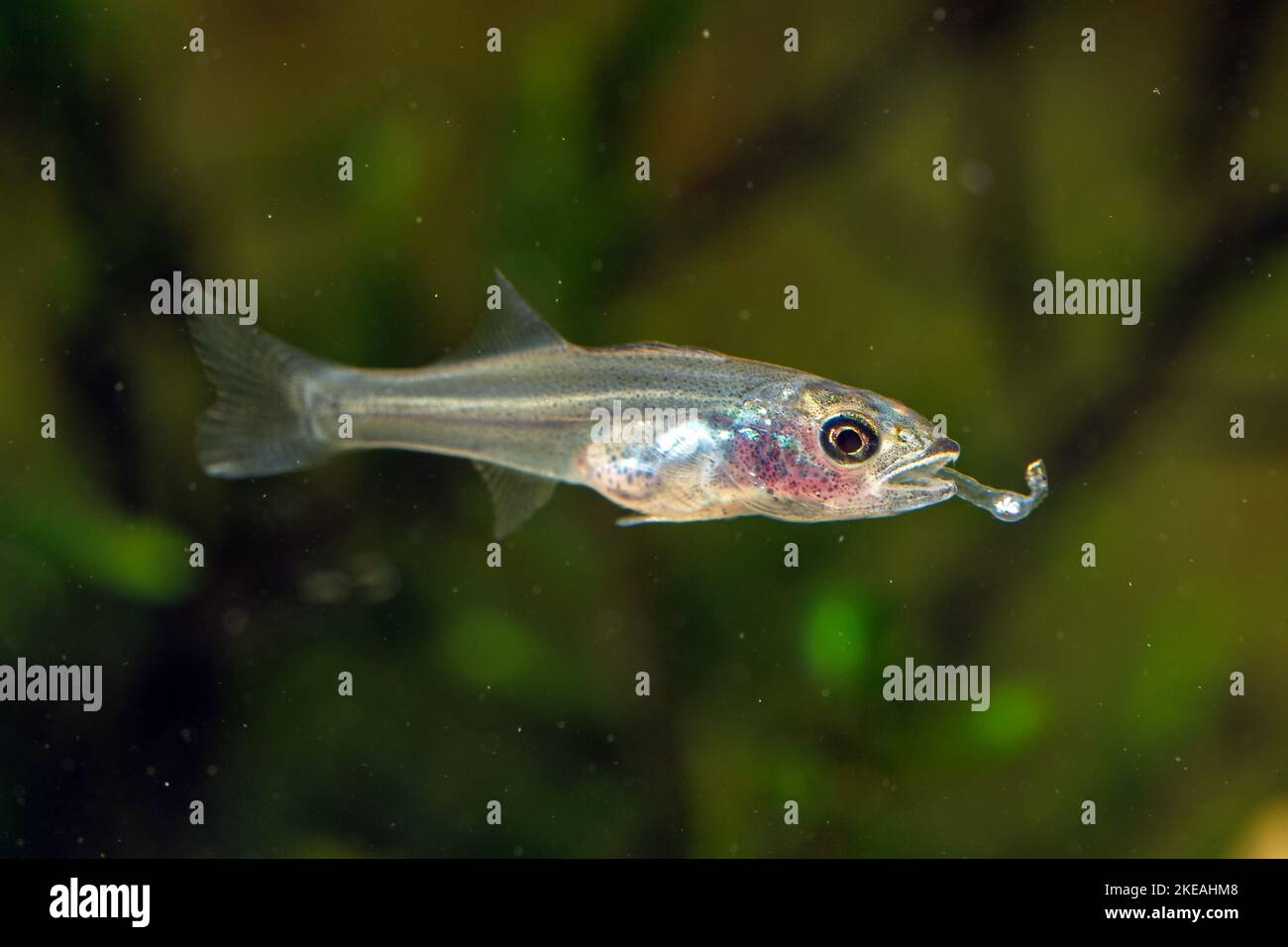 pike-perch, zander (Stizostedion lucioperca, Sander lucioperca ...