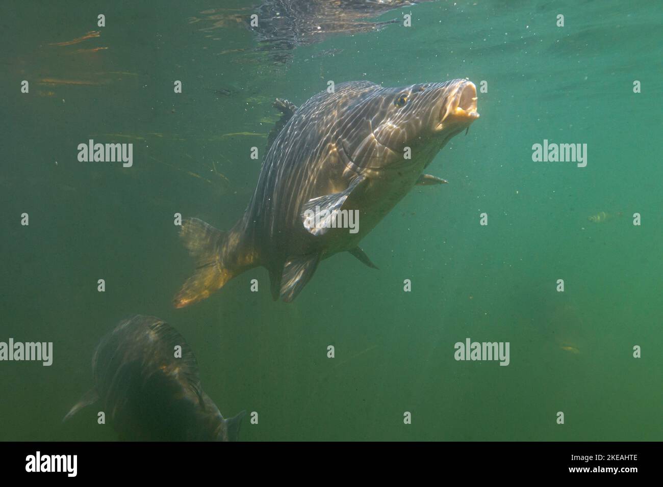 mirror carp, European carp (Cyprinus carpio), underwater surface ...
