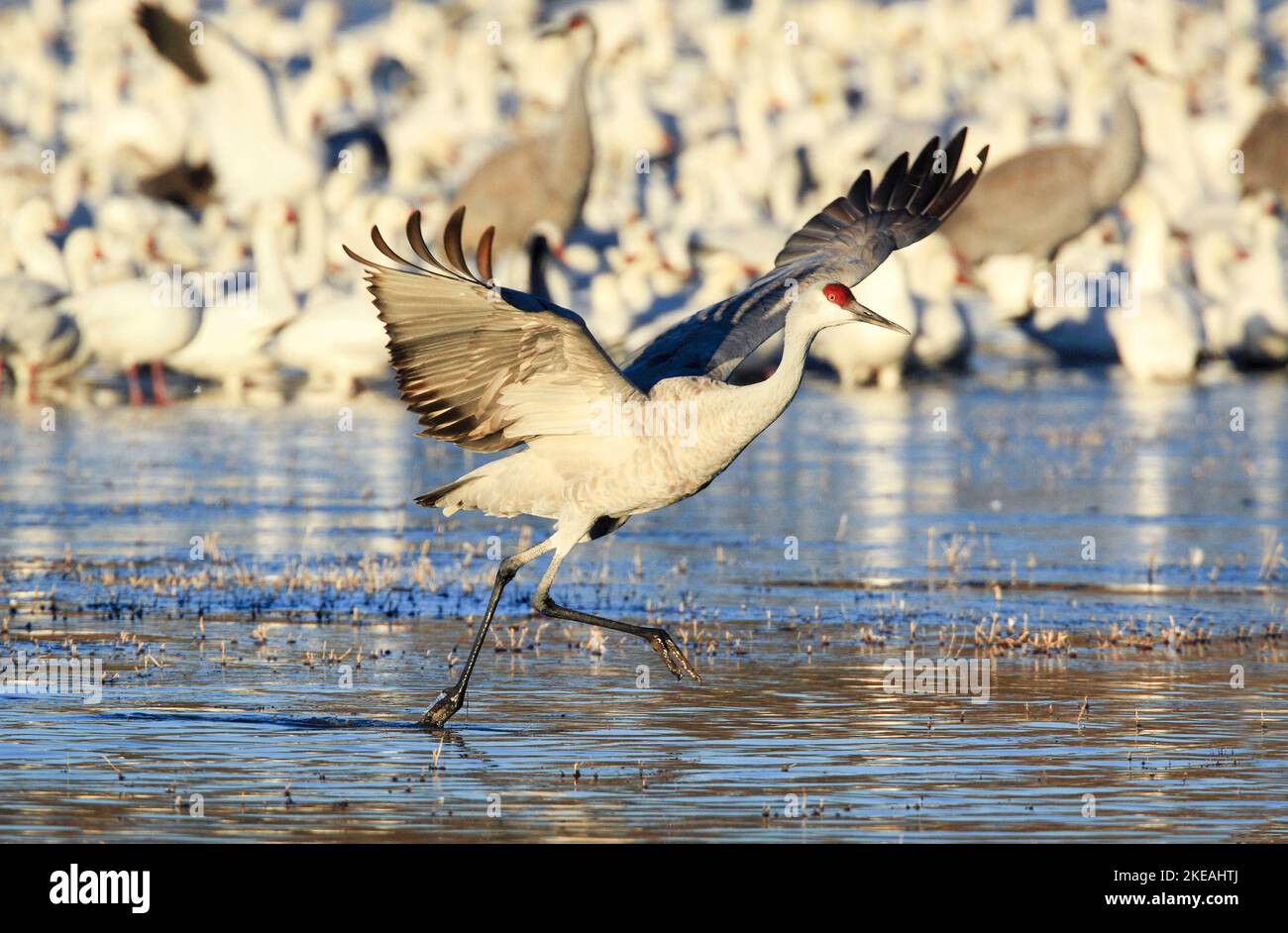 Large aggregation hi-res stock photography and images - Alamy