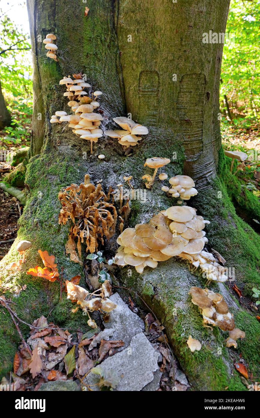 porcelain fungus (Oudemansiella mucida, Mucidula mucida), many fruiting ...