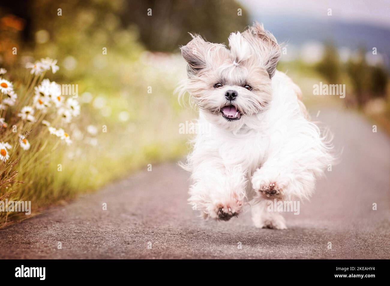 running Shih Tzu Stock Photo - Alamy