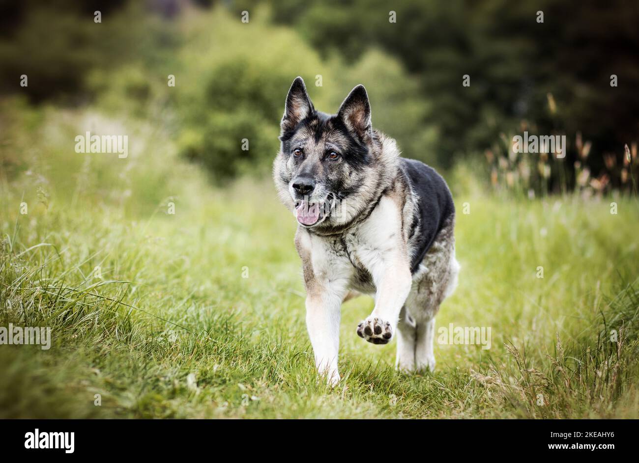 running German Shepherd Stock Photo - Alamy