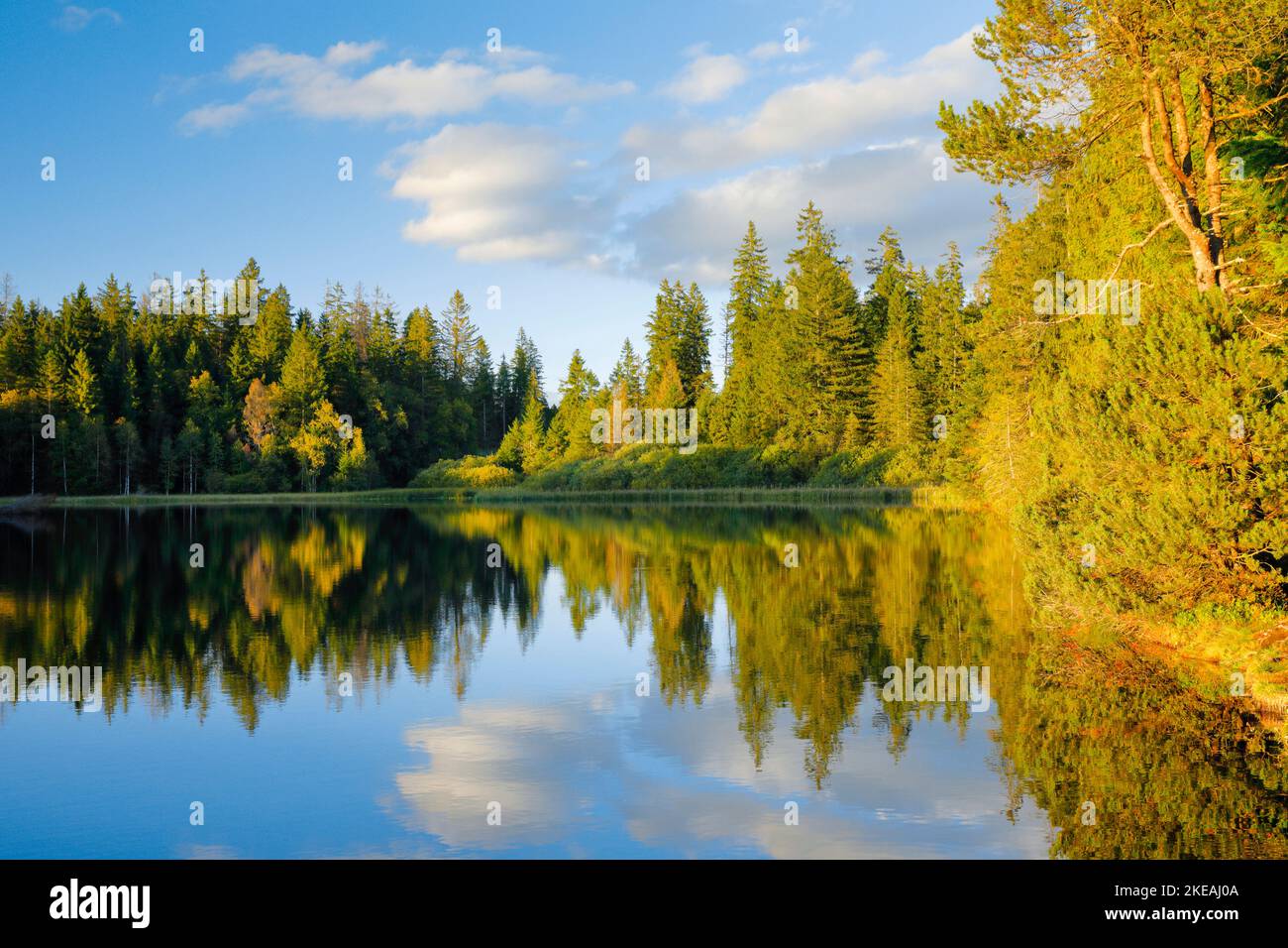 Pine spruce forest hi-res stock photography and images - Alamy
