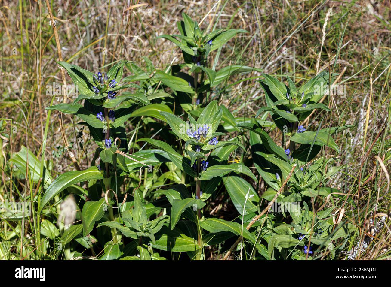 Cross-Leaved Gentian (Gentiana cruciata), blooming, Germany, Bavaria ...