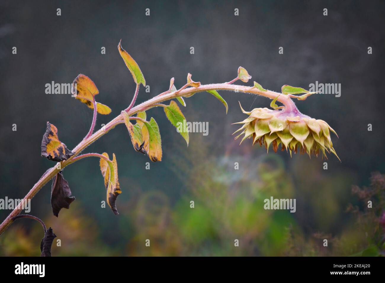 common sunflower (Helianthus annuus), withered sunflower, Germany Stock ...