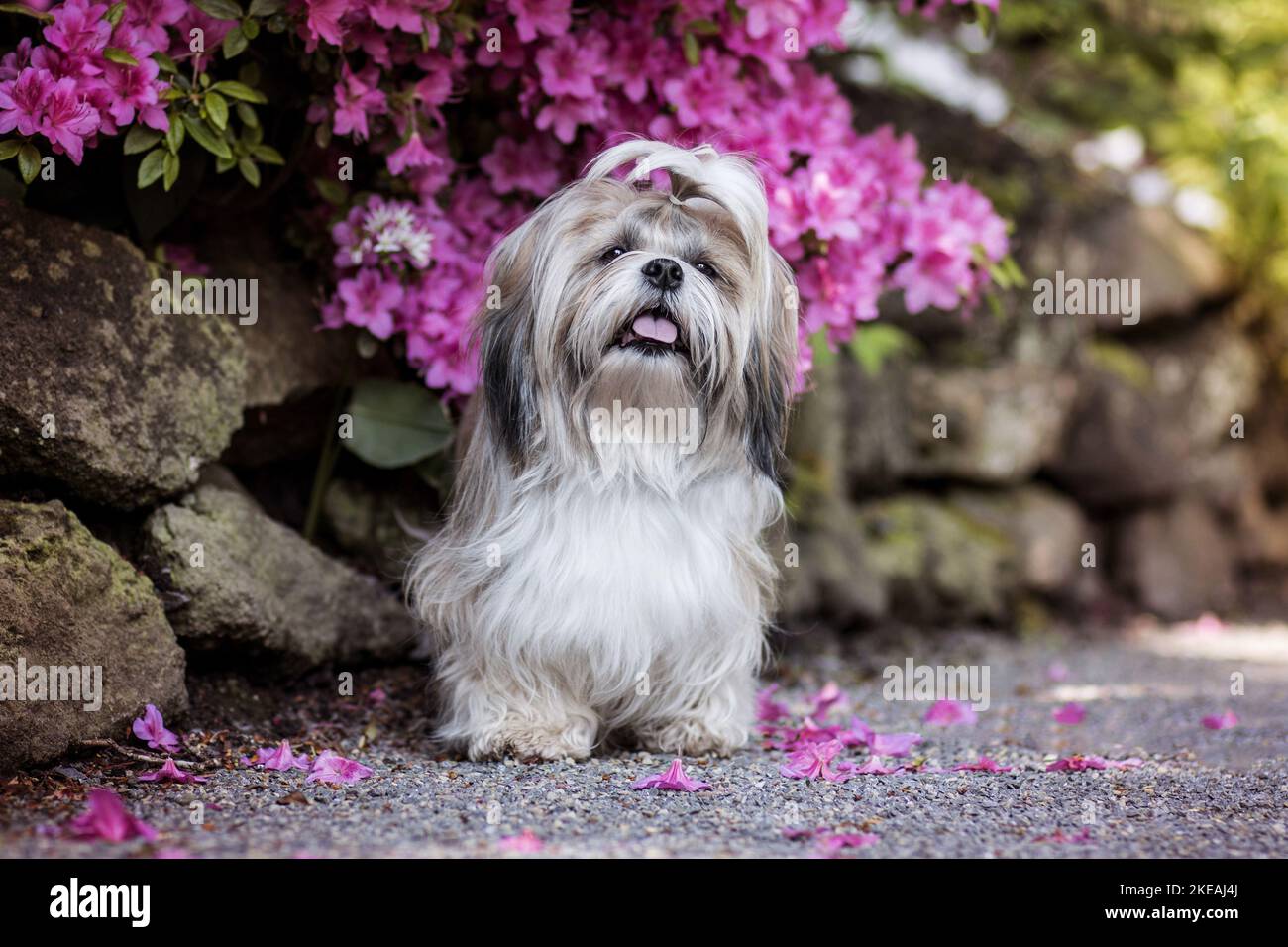 Pale stonework hi-res stock photography and images - Alamy