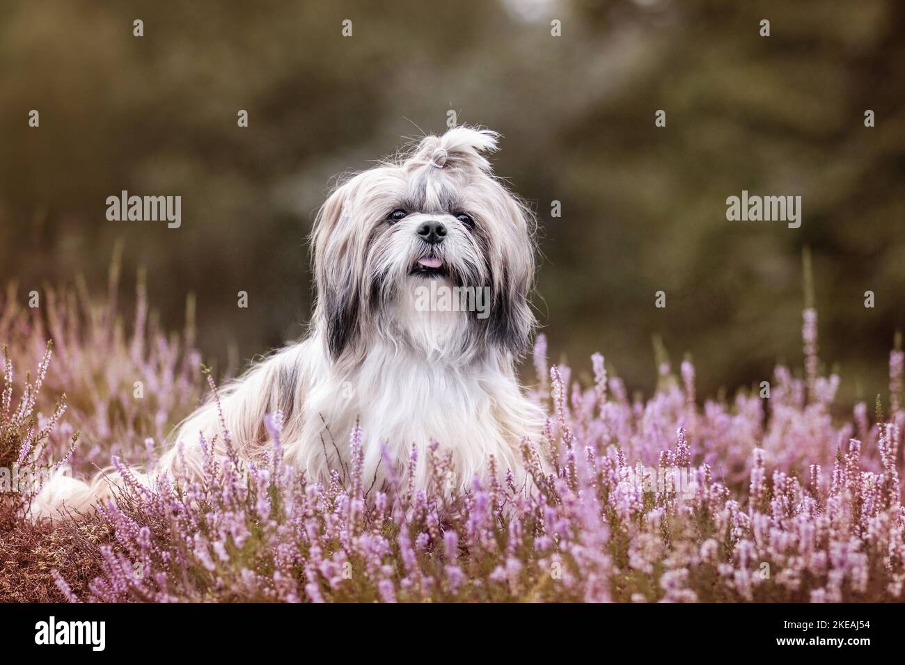 Side view shih tzu sitting hi-res stock photography and images - Alamy