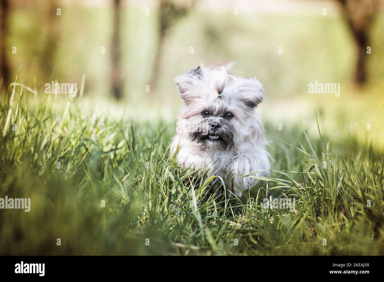 running Shih Tzu Stock Photo - Alamy