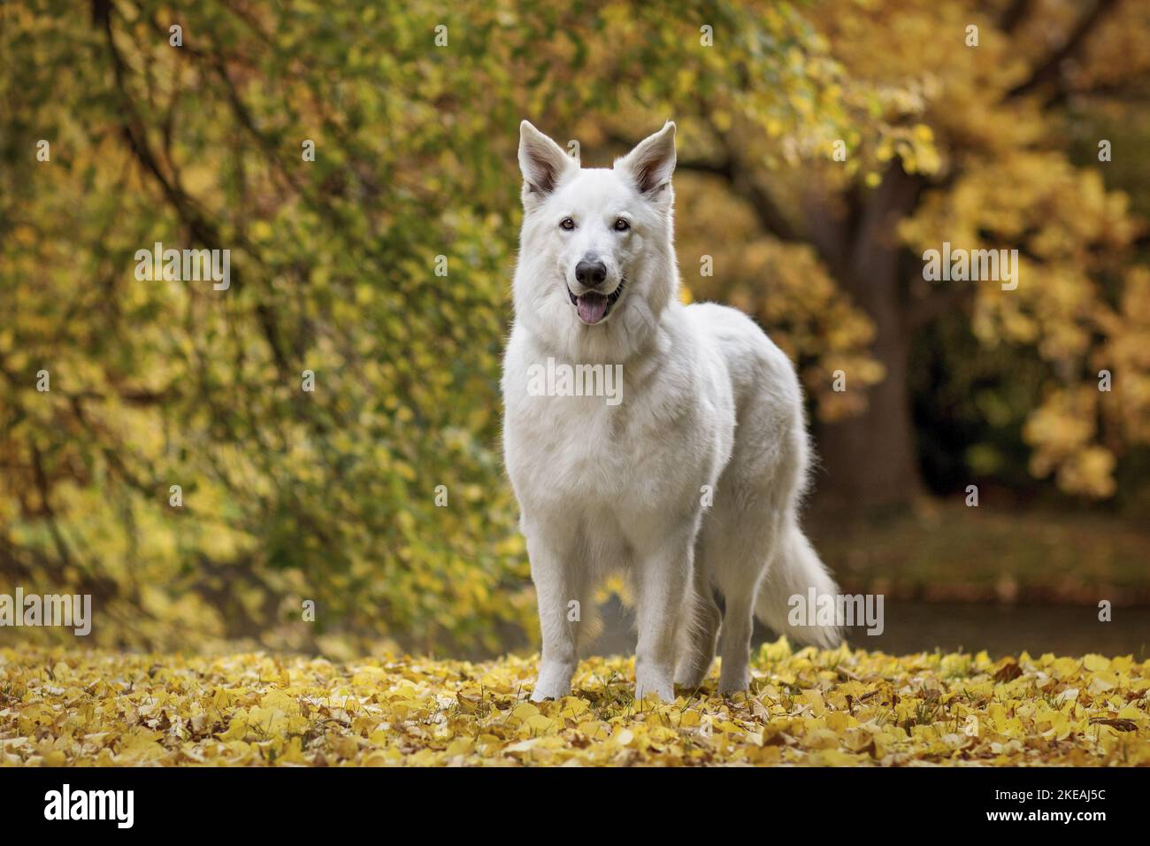 standing Berger Blanc Suisse Stock Photo - Alamy