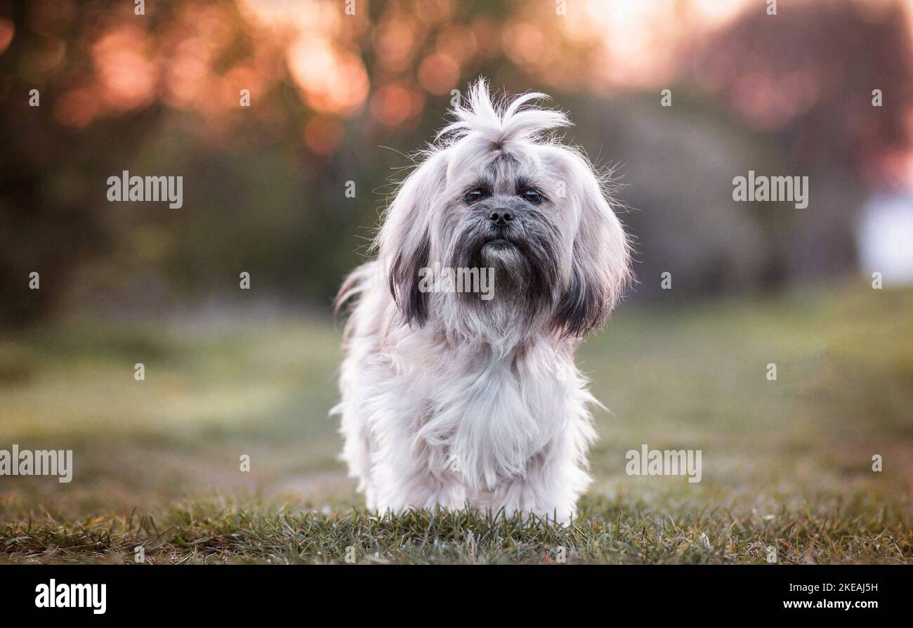 Shih tzu dog standing up hi-res stock photography and images - Alamy