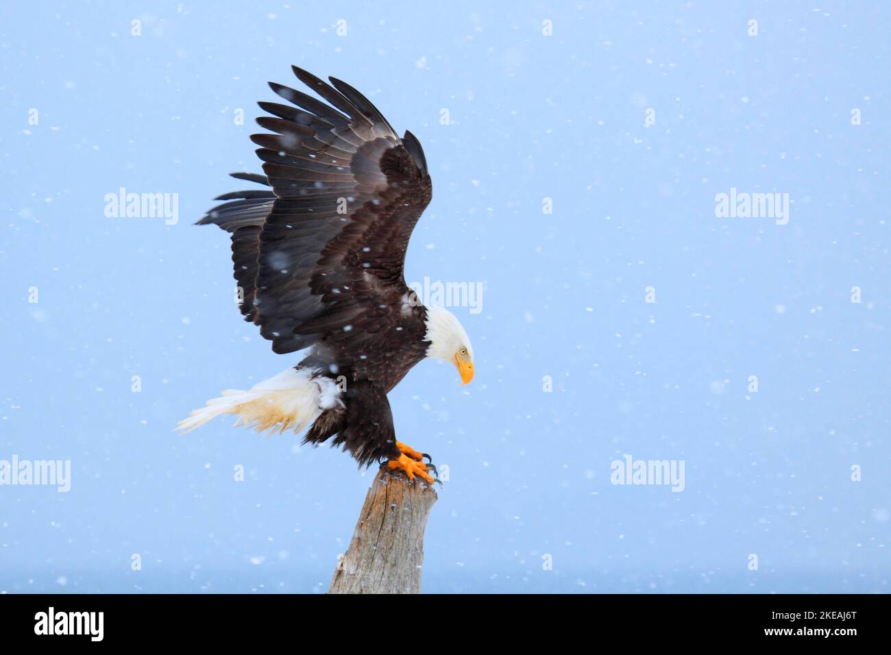 On eagles wings hi-res stock photography and images - Alamy