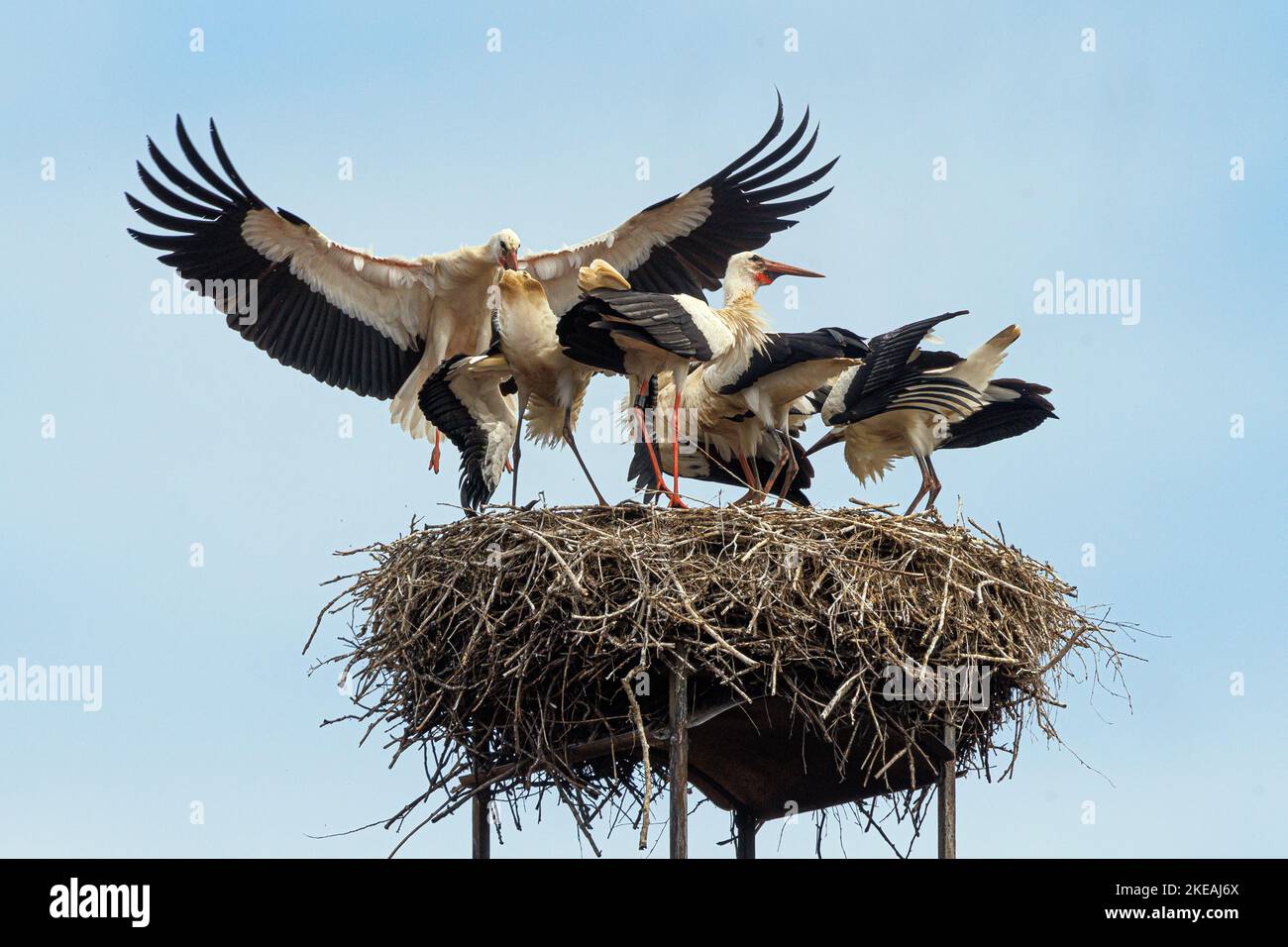 white stork (Ciconia ciconia), adults bringing food to the eyrie with ...