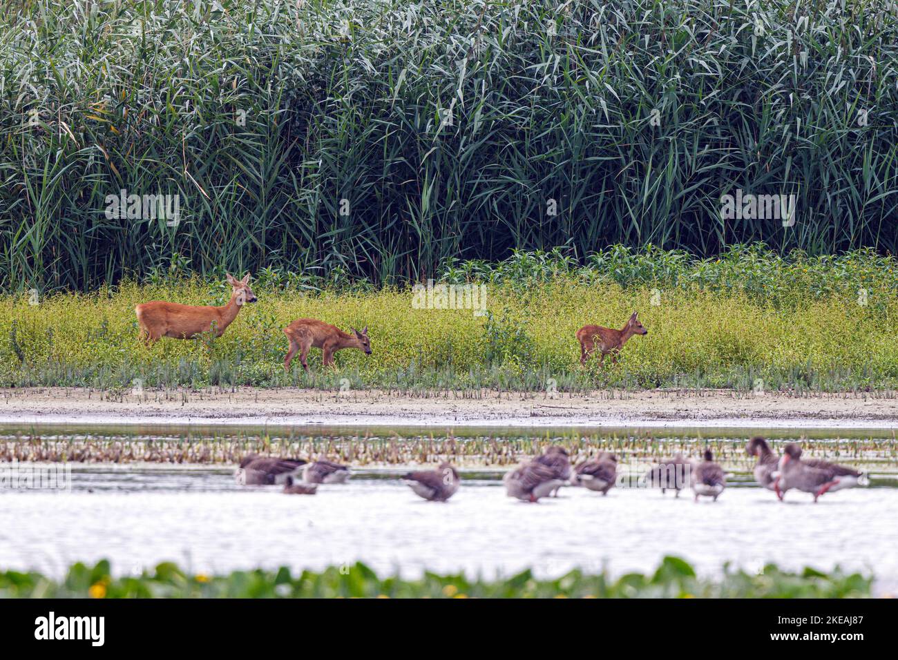 roe deer, roe, western roe deer, European roe (Capreolus capreolus ...