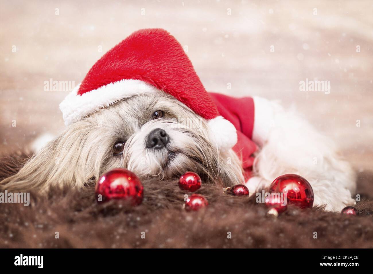 Shih Tzu with Christmas decoration Stock Photo - Alamy