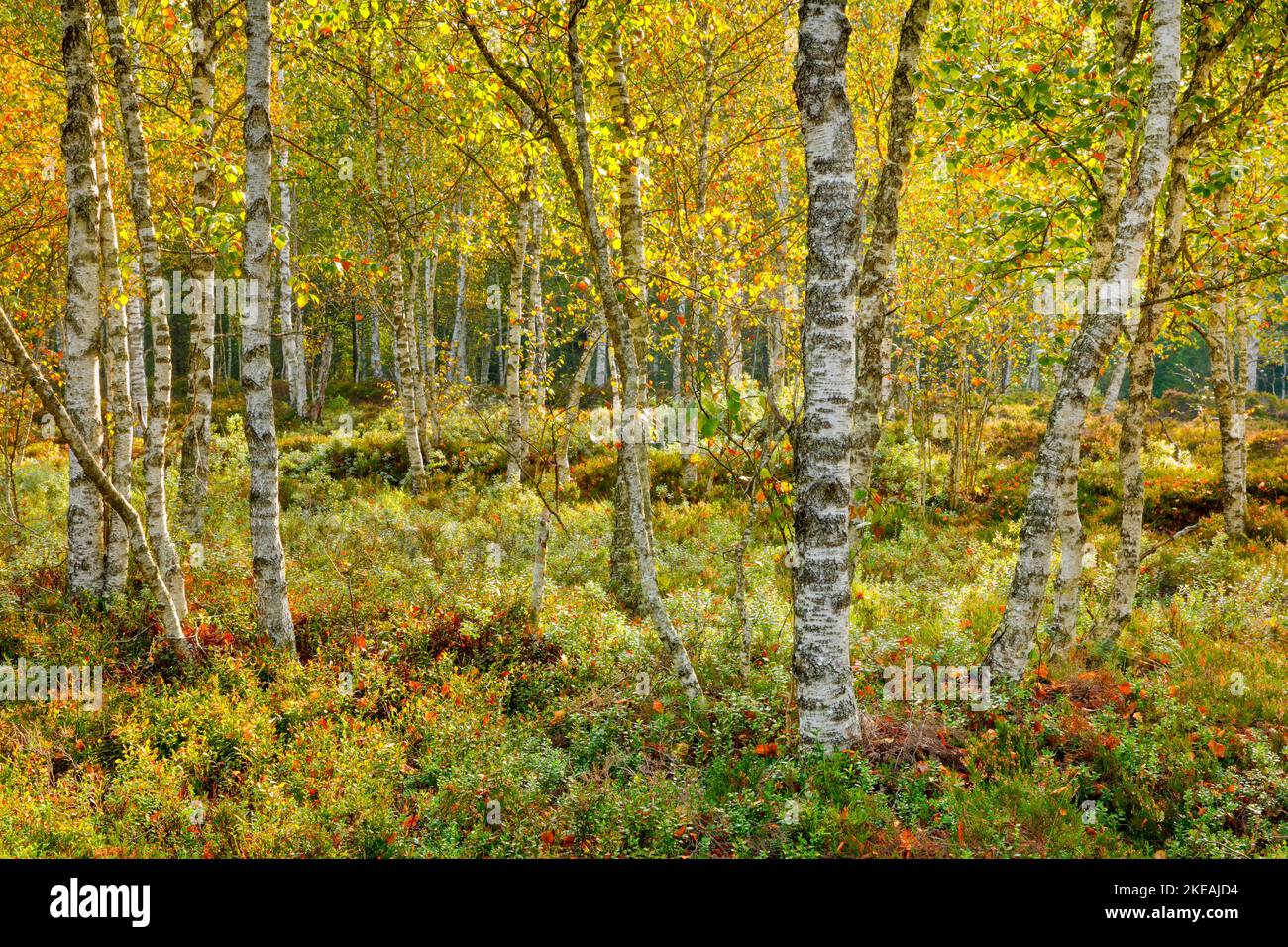 birch forest and blueberry shrubs in backlight, Switzerland, Kanton ...