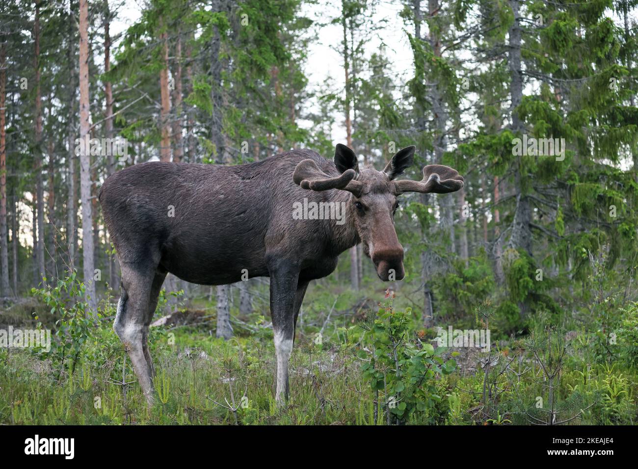 elk, European moose (Alces alces alces), male at the edge of a spruce ...