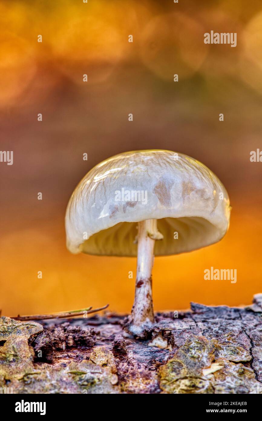 porcelain fungus (Oudemansiella mucida, Mucidula mucida), fruiting body ...