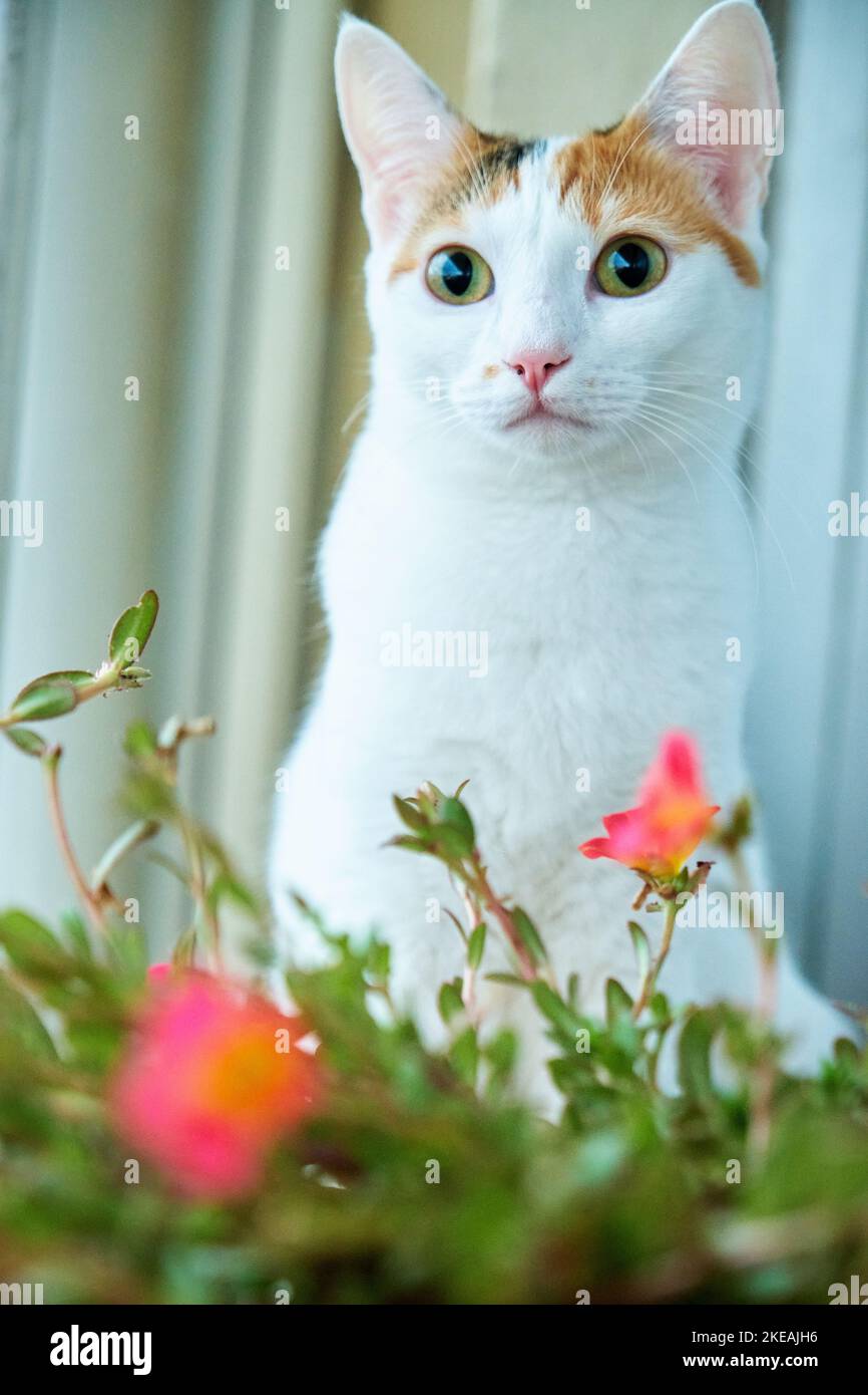 Cat spots hi-res stock photography and images - Alamy