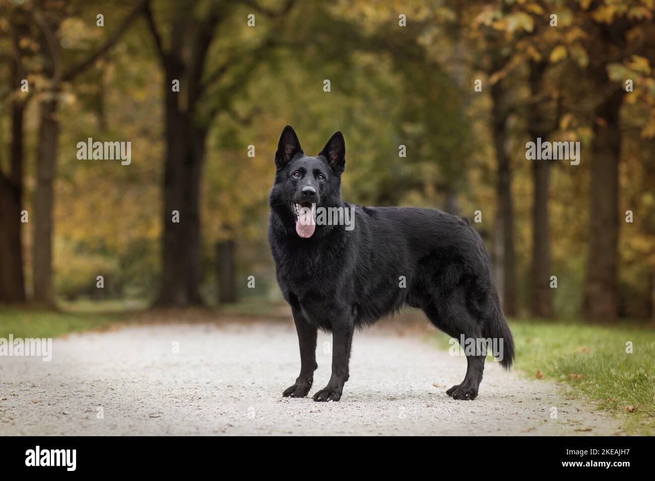standing German Shepherd Dog Stock Photo - Alamy