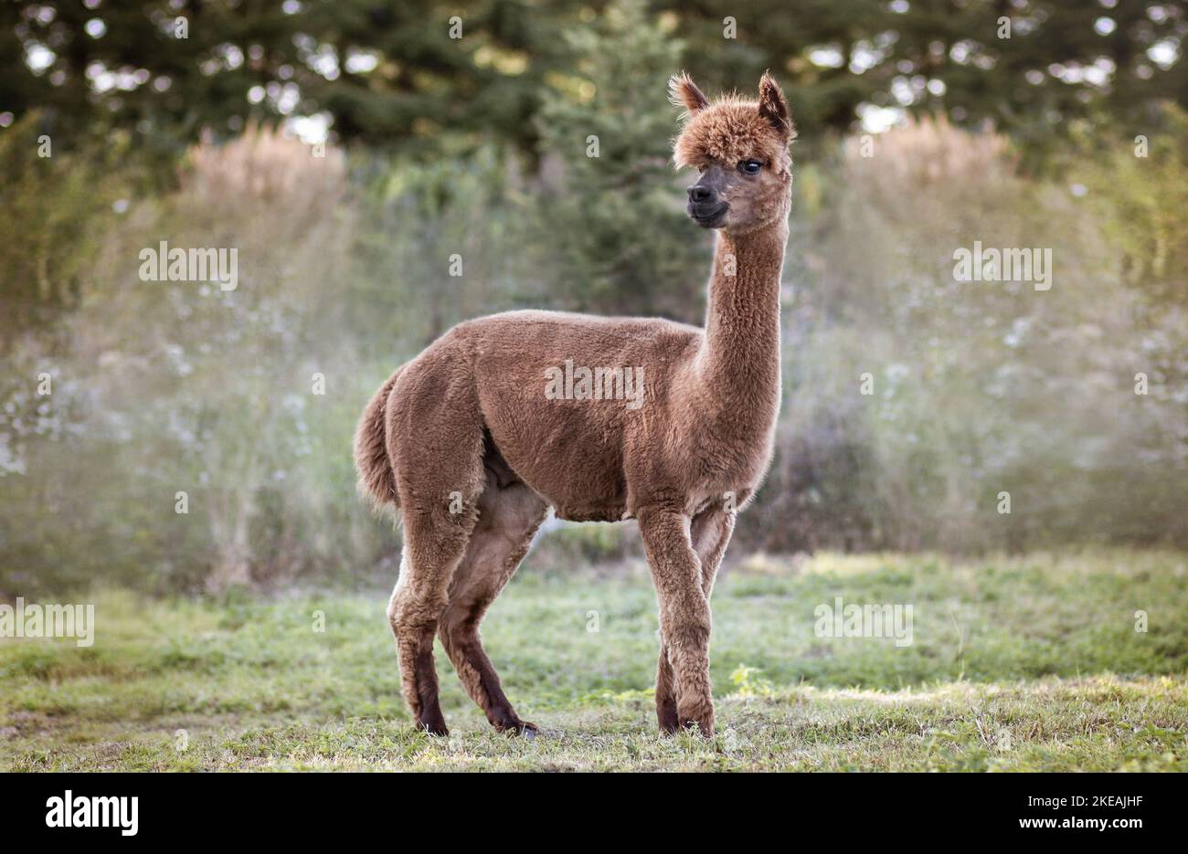 Side view of adult alpaca hi-res stock photography and images - Alamy