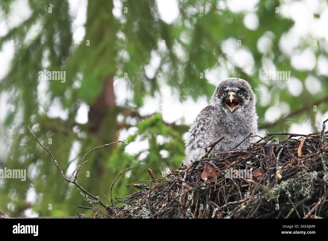 great grey owl (Strix nebulosa), fledgling perched in the nest calling ...