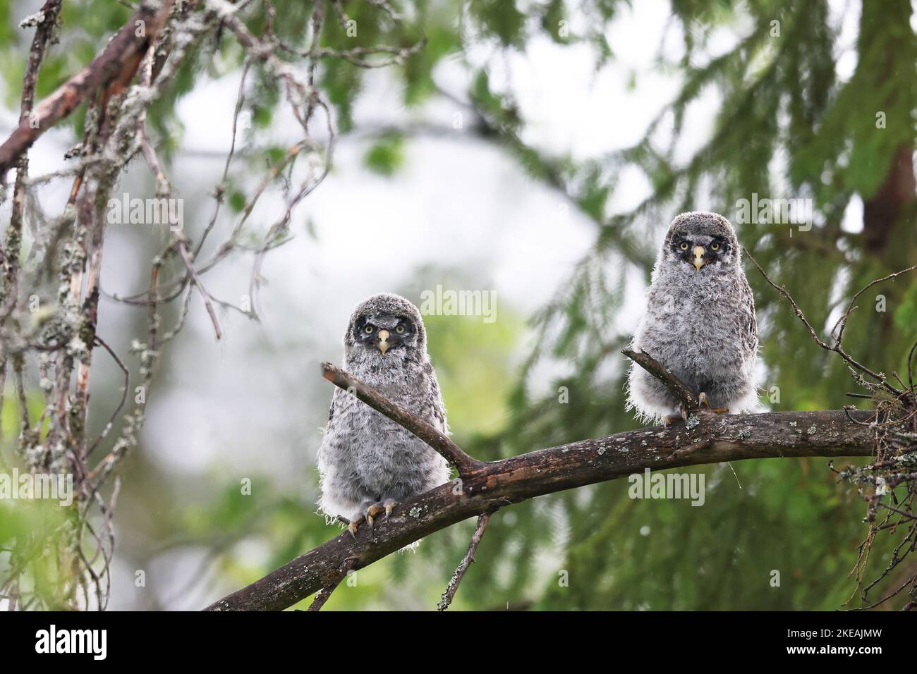 great grey owl (Strix nebulosa), two fledglings perched on a spruce ...
