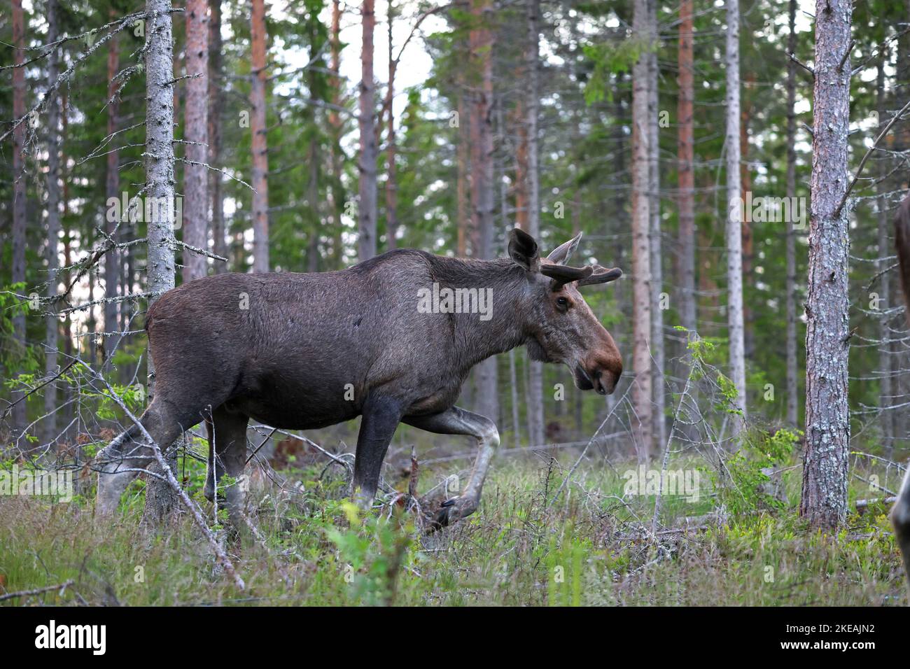 elk, European moose (Alces alces alces), male at the edge of a spruce ...