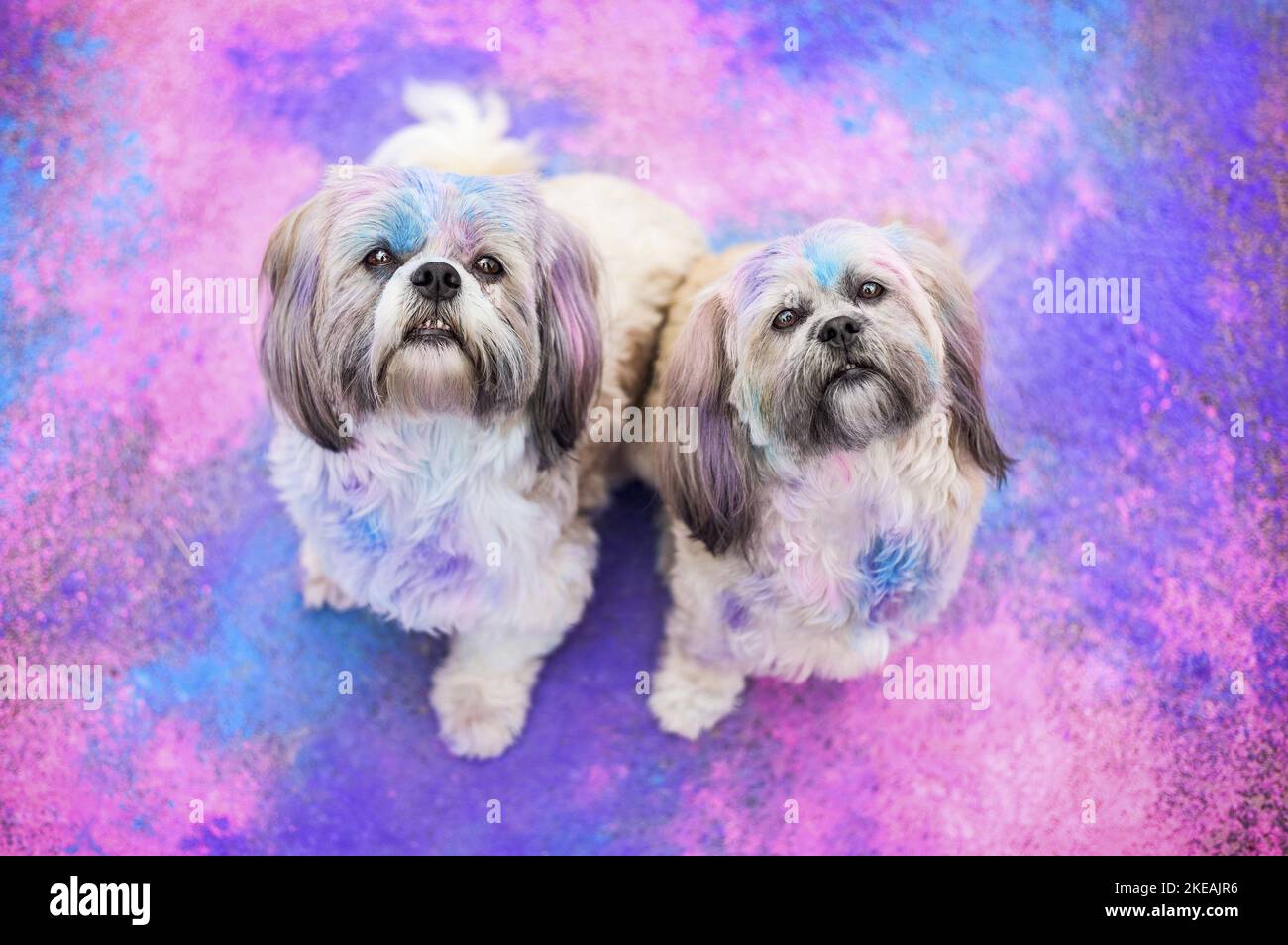 2 Shih Tzu Stock Photo - Alamy