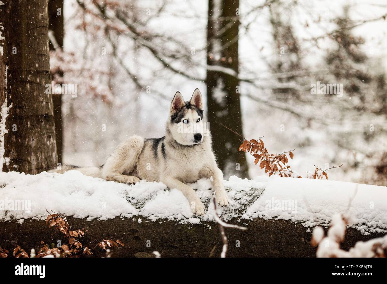 lying Siberian Husky Stock Photo - Alamy