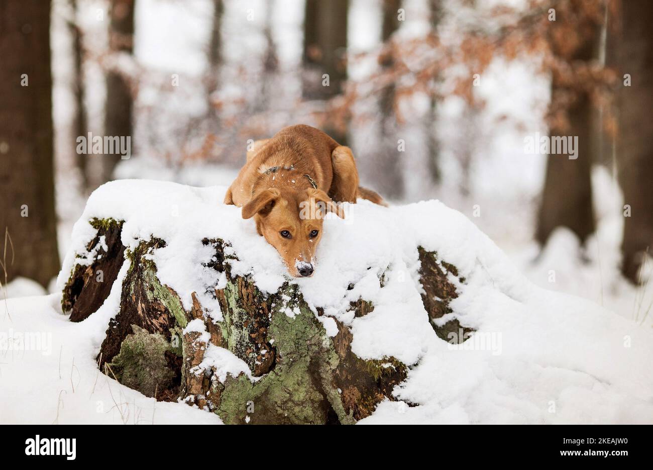 mongrel in the snow Stock Photo - Alamy