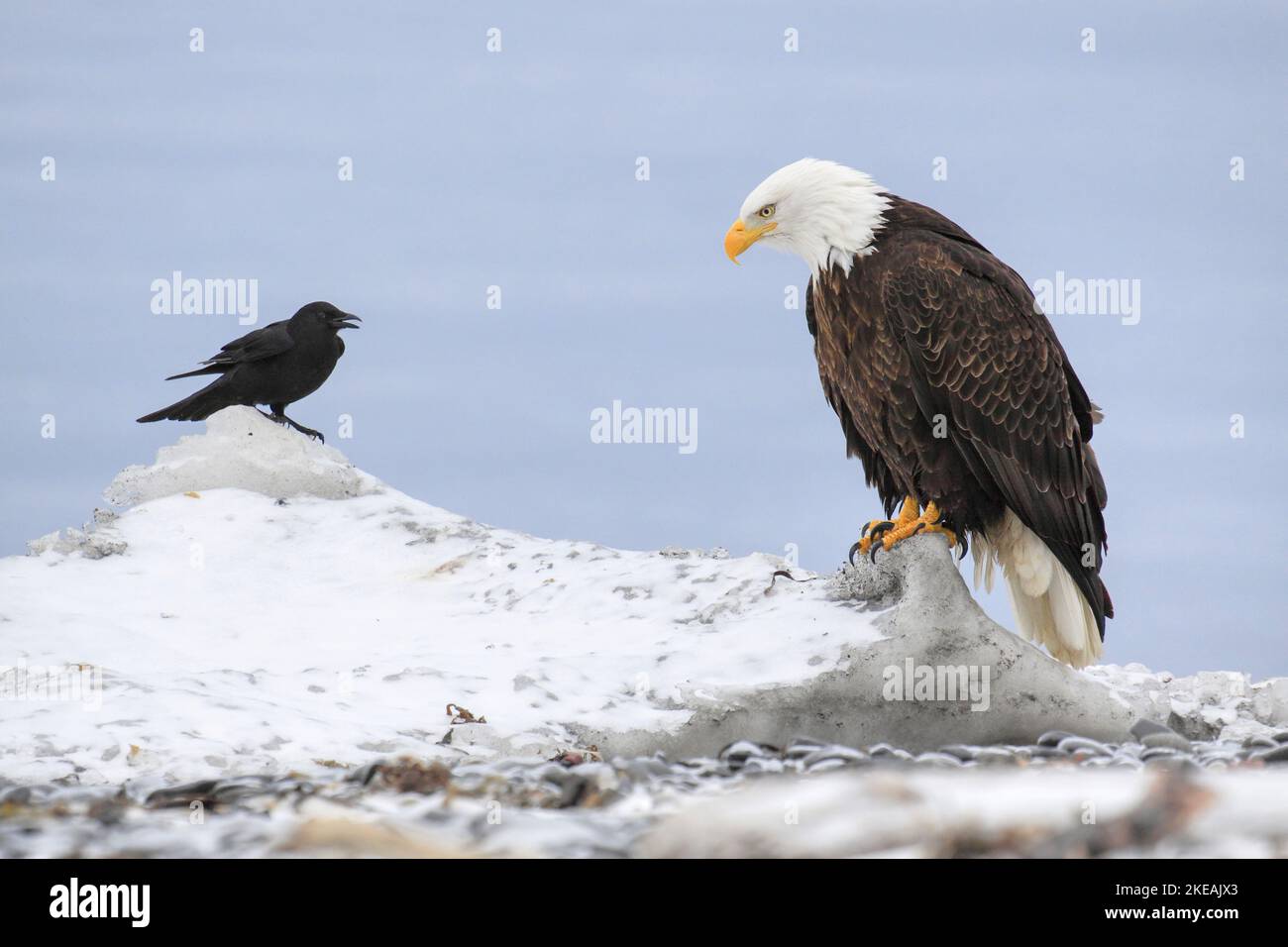 Eagle and the crow hi-res stock photography and images - Alamy