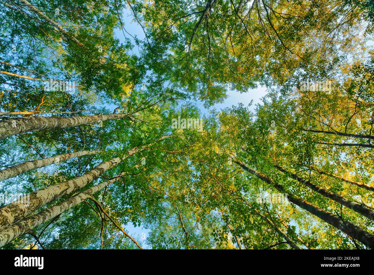 Canopy of forest hi-res stock photography and images - Alamy