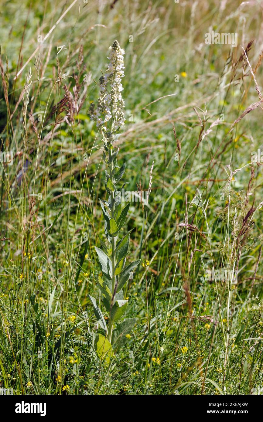 White mullein hi-res stock photography and images - Alamy