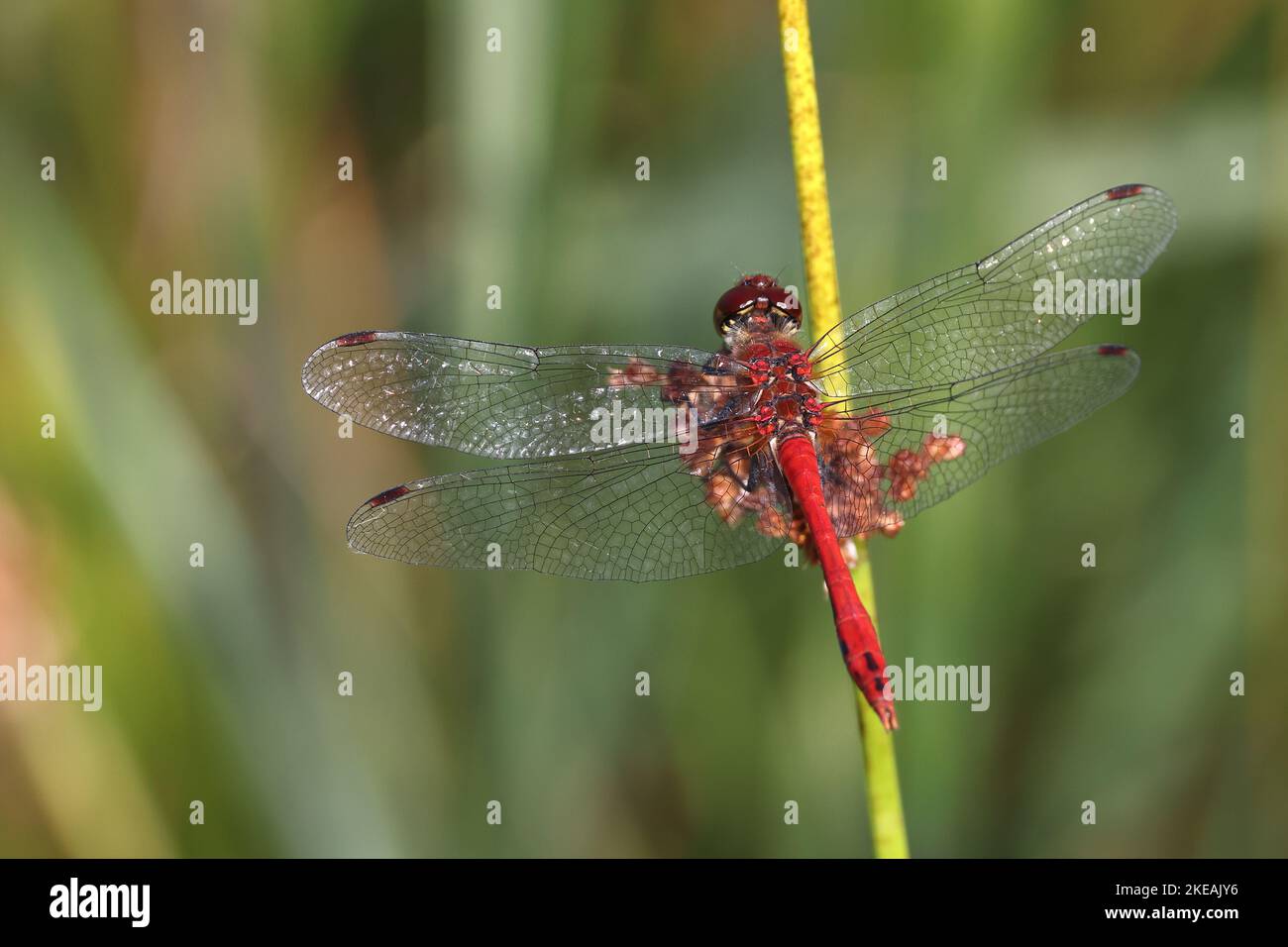 Rush darter hi-res stock photography and images - Alamy