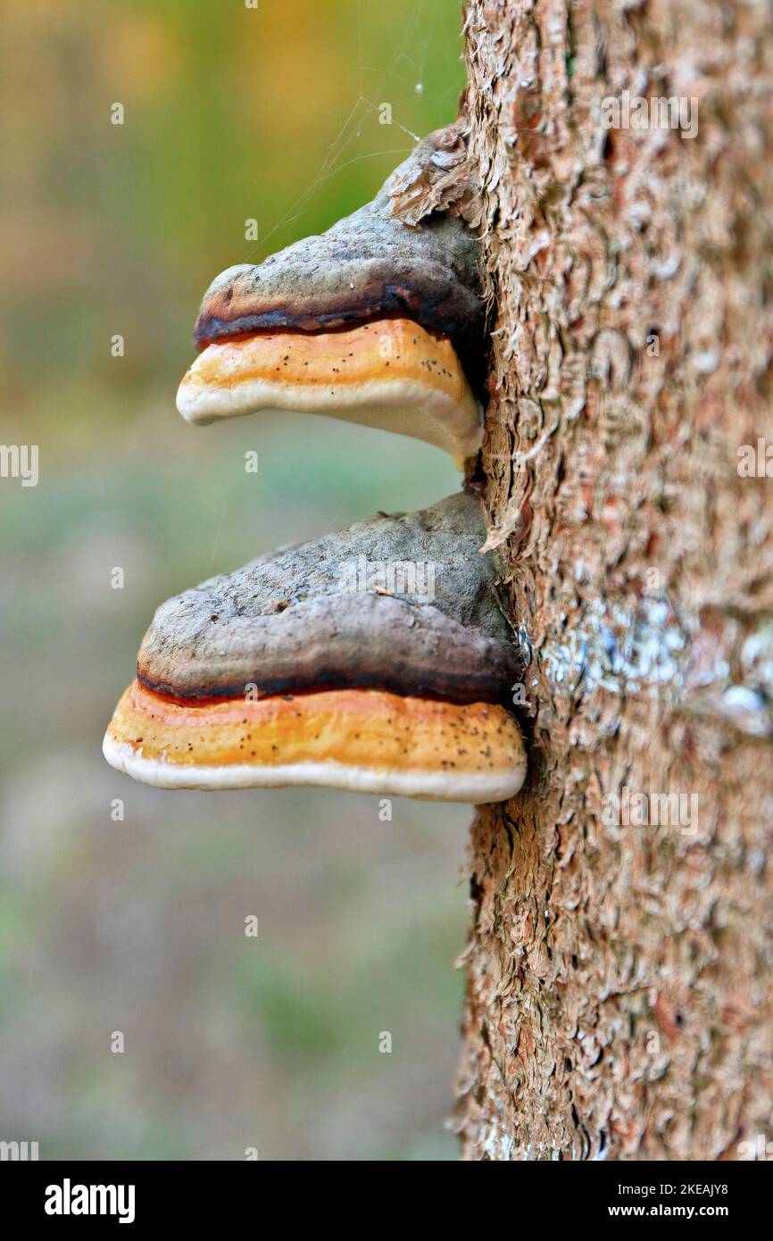 Red Banded Polypore, Red-banded Polypore, Red belted Bracket, Red ...