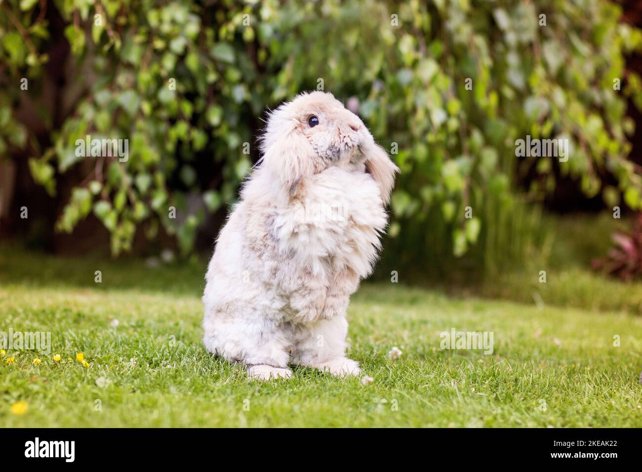 Teddy floppy-eared rabbit Stock Photo - Alamy