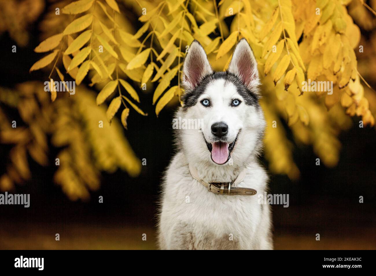 Siberian Husky Portrait Stock Photo - Alamy