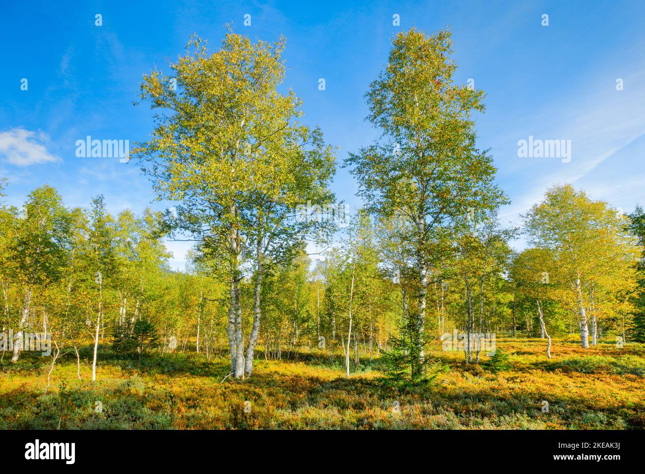 birch (Betula spec.), large birches in a high moor early in autumn with ...