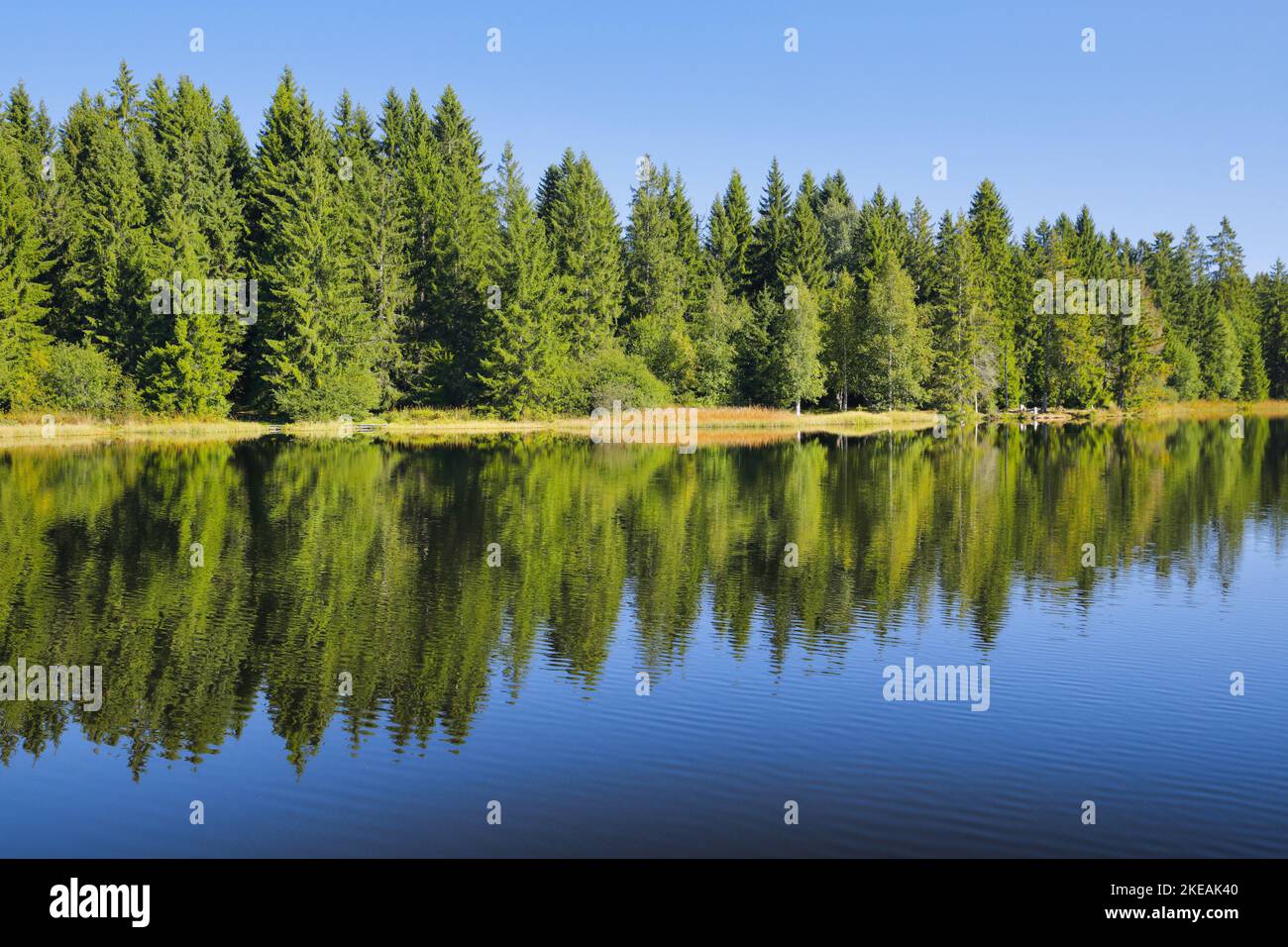 forest at lake shore reflects on glassy surface of the moor lake ...