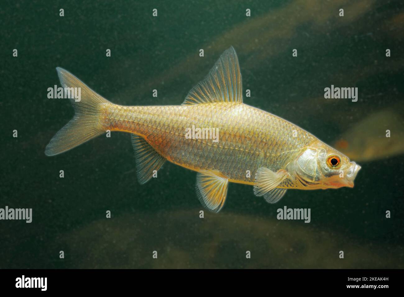 roach, Balkan roach (Rutilus rutilus, Leuciscus rutilus), yawning ...