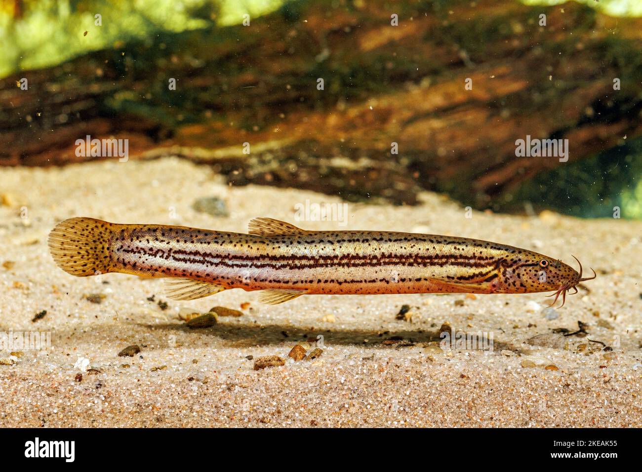 Weatherfish (Misgurnus fossilis), spawner, Germany Stock Photo - Alamy