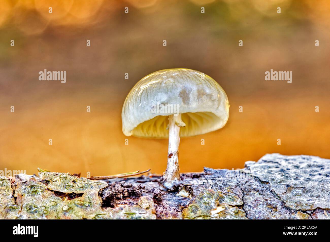 porcelain fungus (Oudemansiella mucida, Mucidula mucida), fruiting body ...